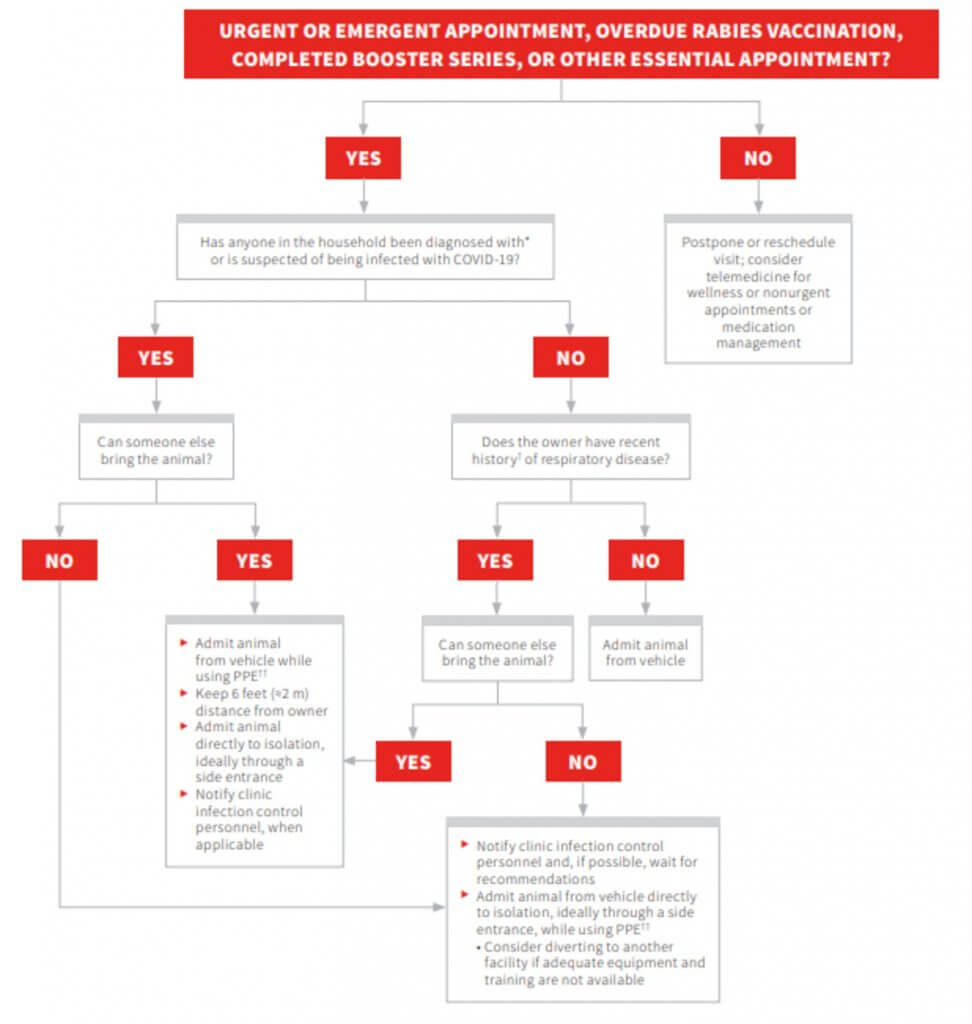 COVID Flowchart | Animal Medical Center of Streetsboro